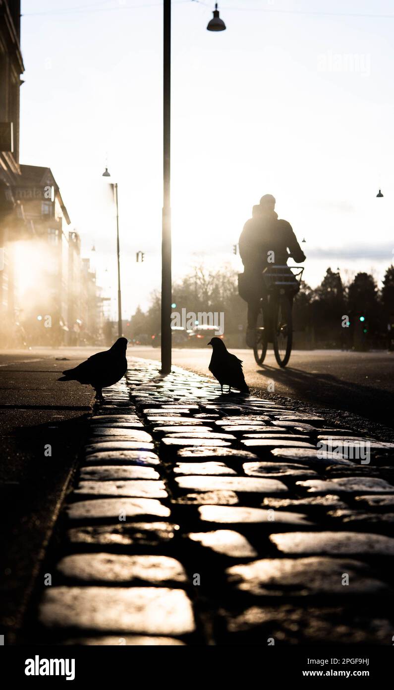 pigeons in the street of copenhagen together with person riding a bike ...