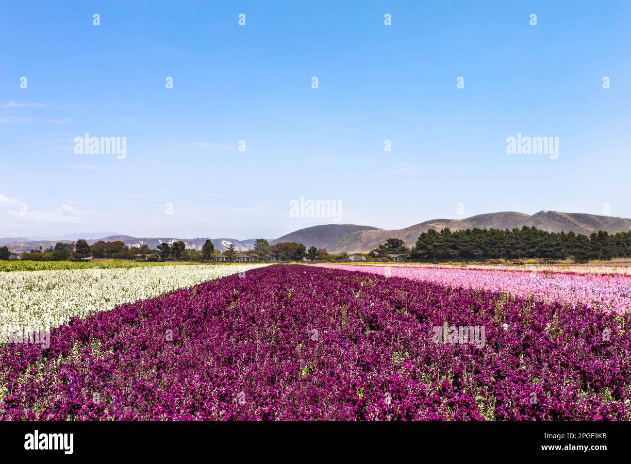 Colorful flower fields in the sun Stock Photo - Alamy