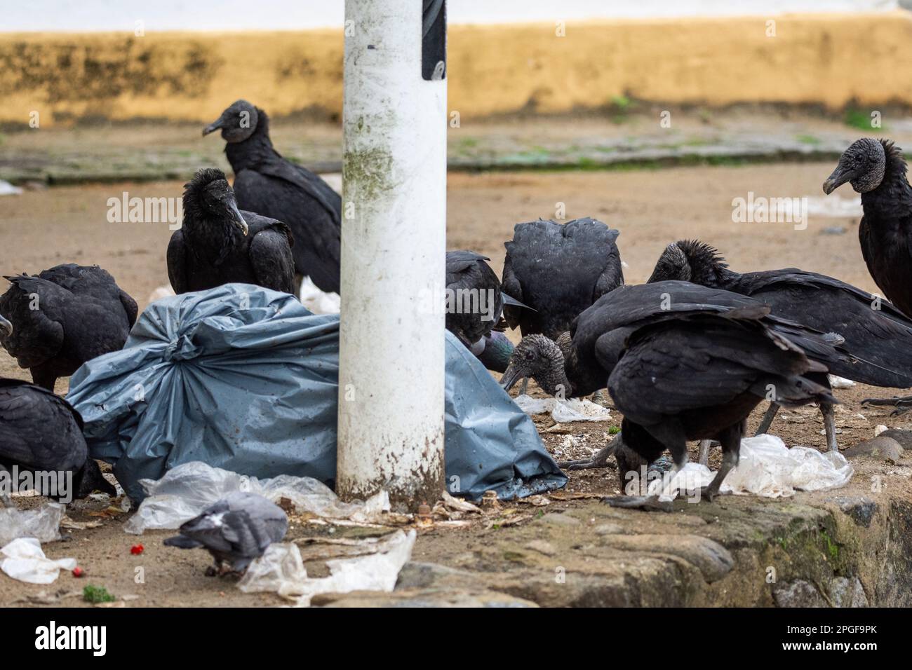 Animal historico hi-res stock photography and images - Alamy