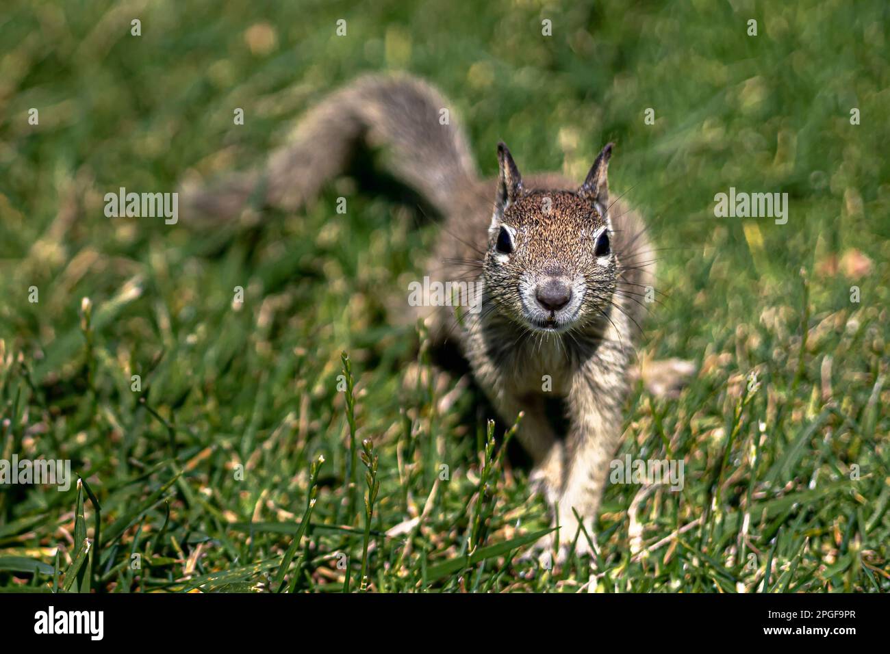 Brown squirrel in the green grass during the day Stock Photo - Alamy