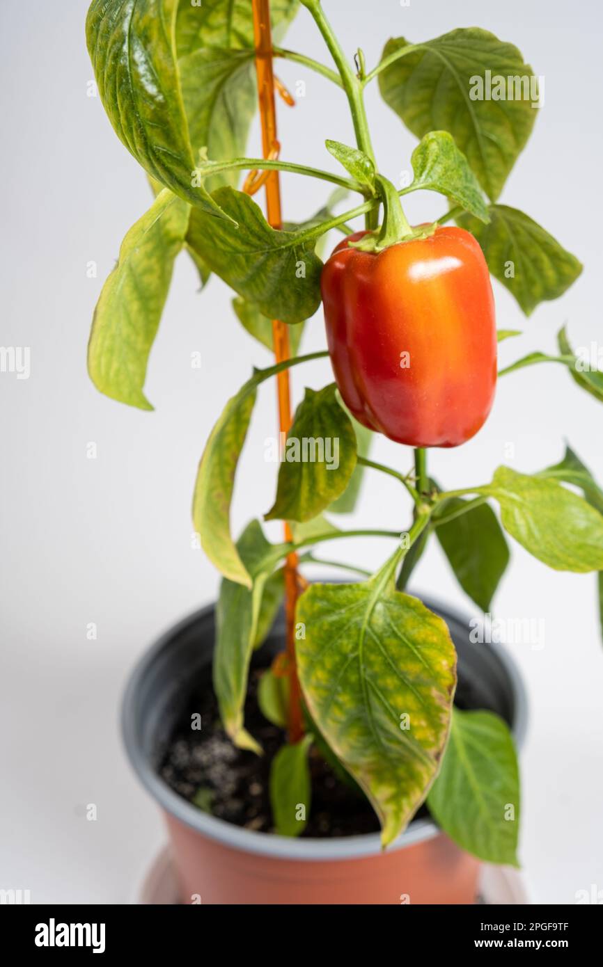 Growing peppers from seeds. Step 11 - small red pepper on the branch in ...