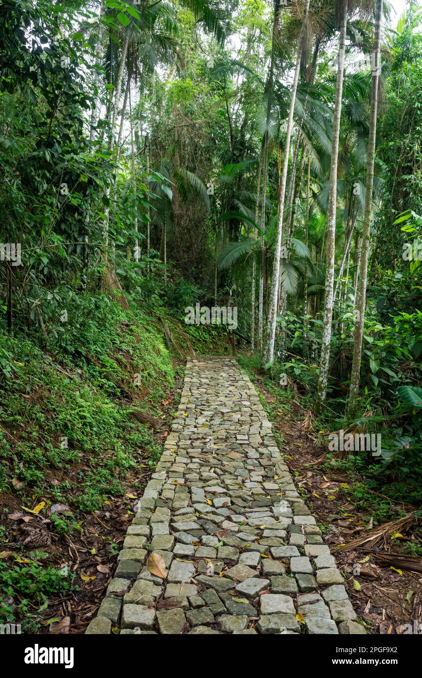 Beautiful view to rustic paved rocky path on green rainforest area ...