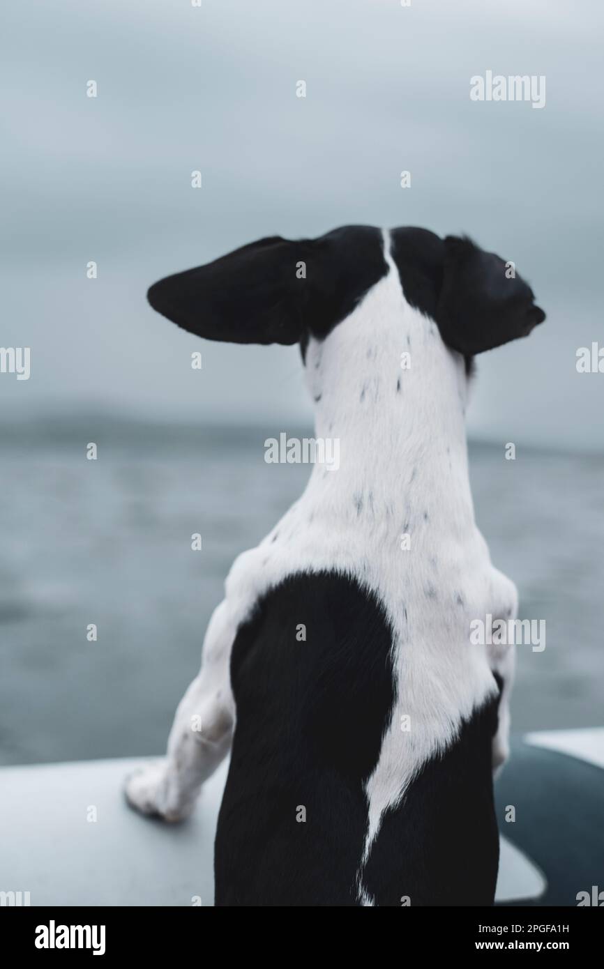 Strong spotty dog looks out from edge of boat in Scottish ocean Stock ...