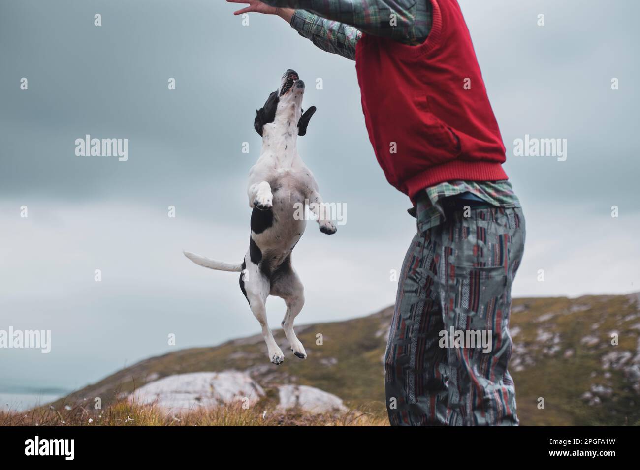 Spotty dog jumps in air in mountain ocean view in Scotland Stock Photo ...