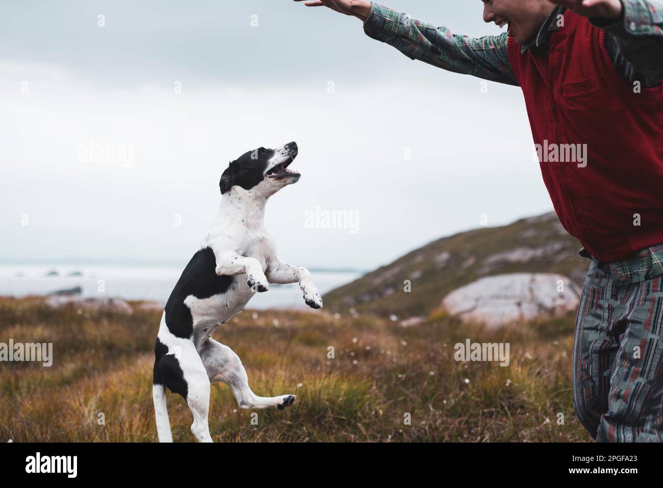 Spotty dog hi-res stock photography and images - Alamy