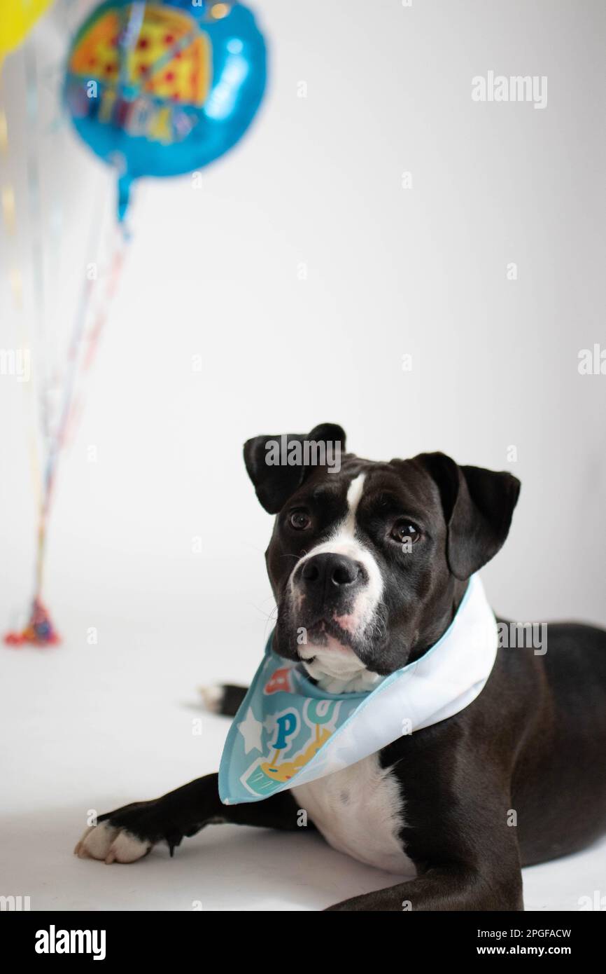 Celebrating dogs first birthday with cake and balloons Stock Photo - Alamy