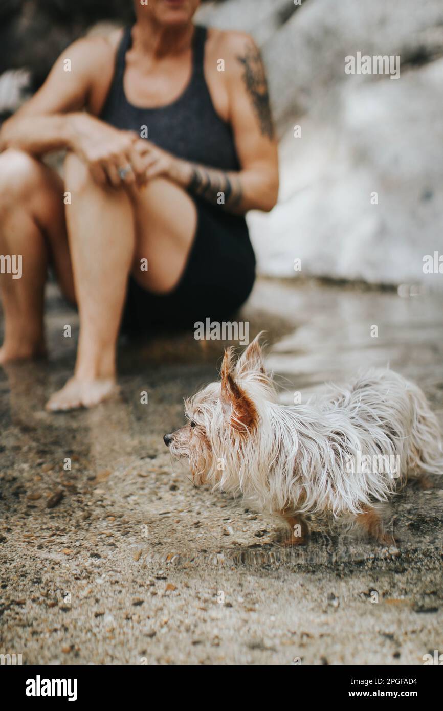 Yorkie dog with owner hi-res stock photography and images - Alamy