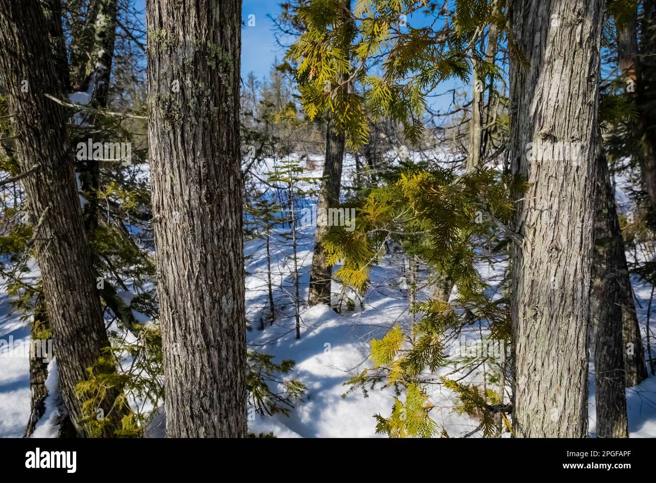 Northern White Cedars, Thuja occidentalis, along Sand Point Marsh Trail ...