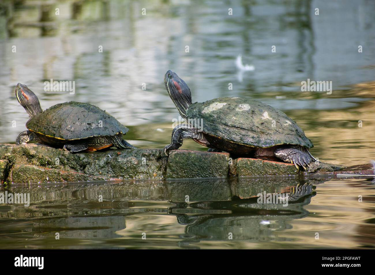 Rare Assam roofed turtles bask in the sun in a pond Stock Photo - Alamy