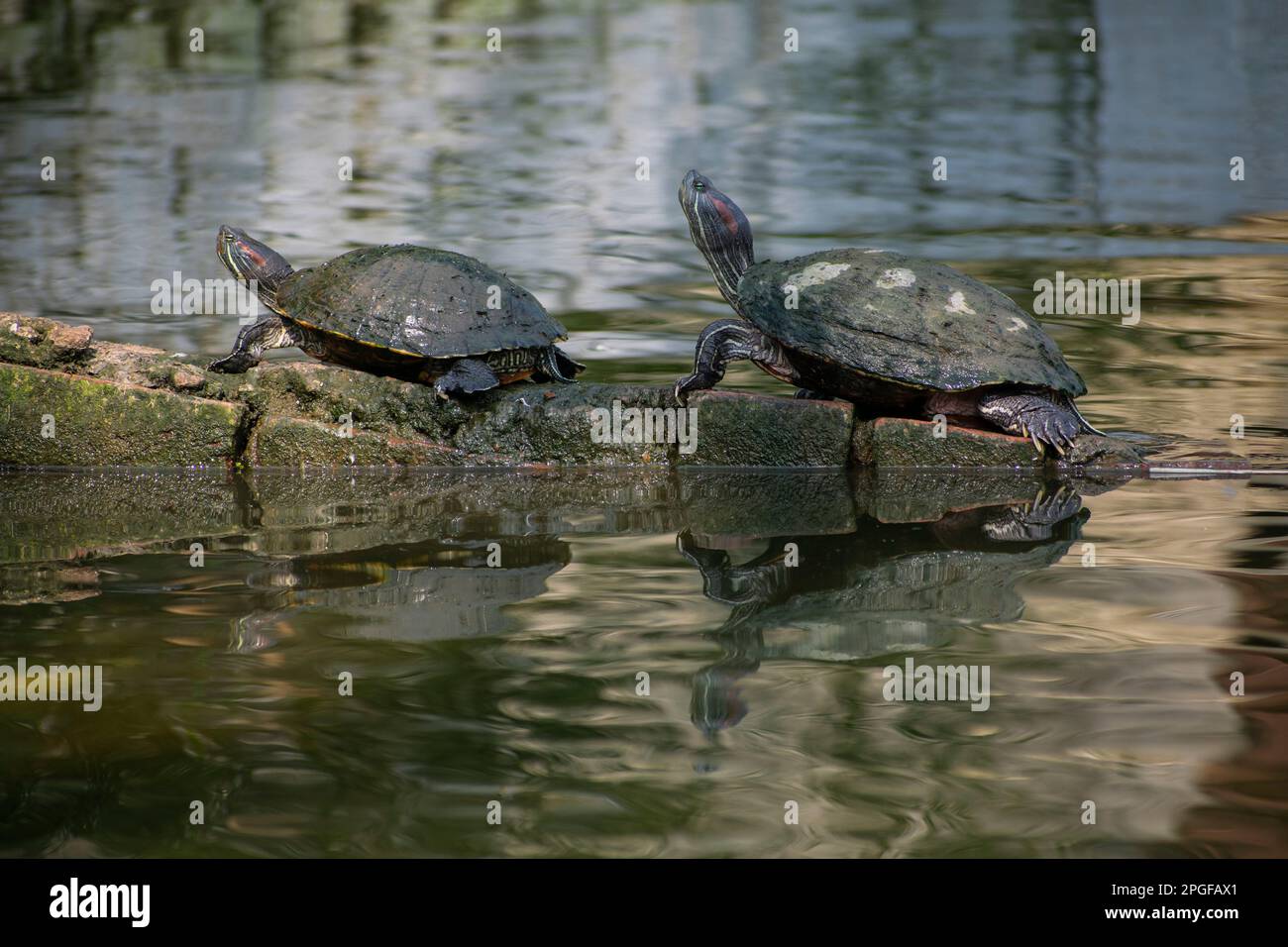 Rare Assam roofed turtles bask in the sun in a pond Stock Photo - Alamy