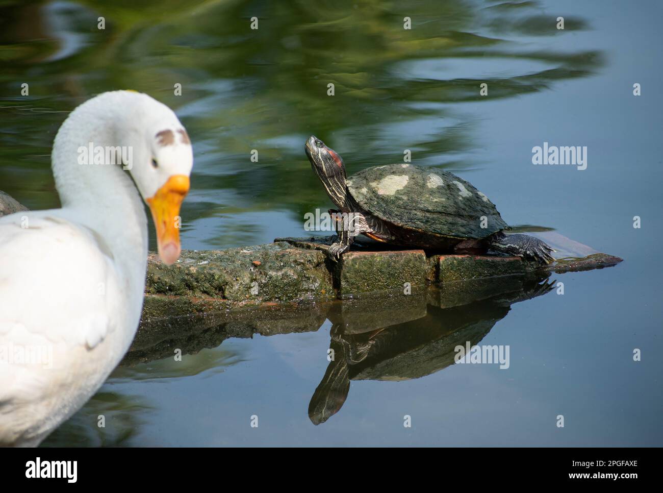 Roofed turtles hi-res stock photography and images - Alamy