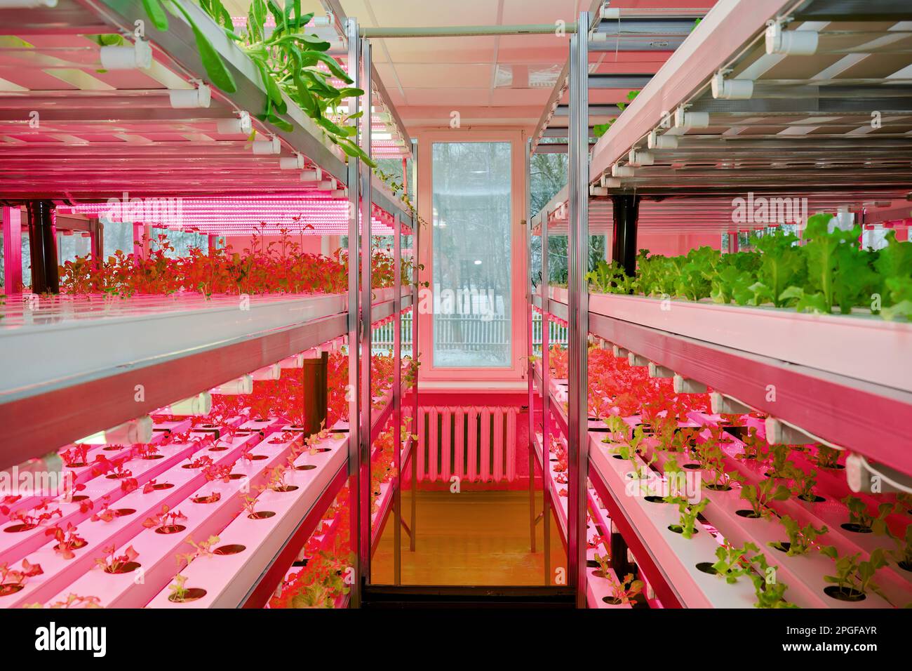 Micro greens farm for healthy food indoor harvest Stock Photo - Alamy