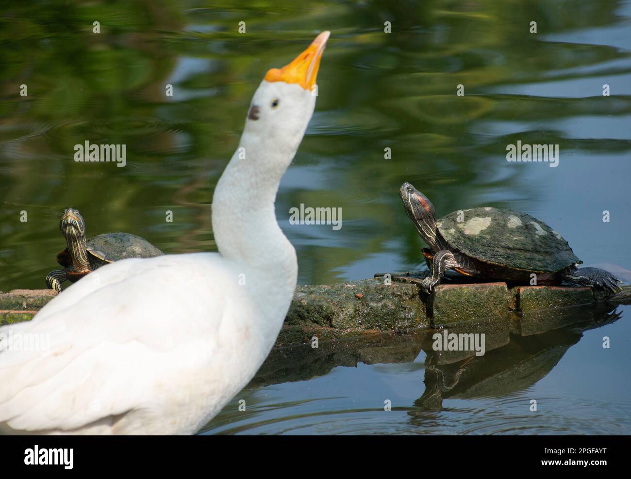 Rare Assam roofed turtles bask in the sun in a pond Stock Photo - Alamy