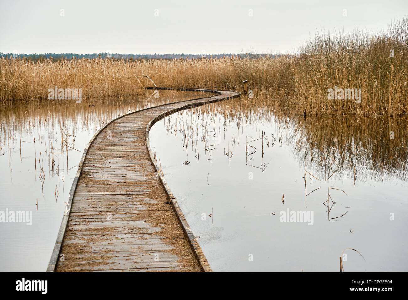 Curved wooden path on a pond around water and reeds Stock Photo - Alamy