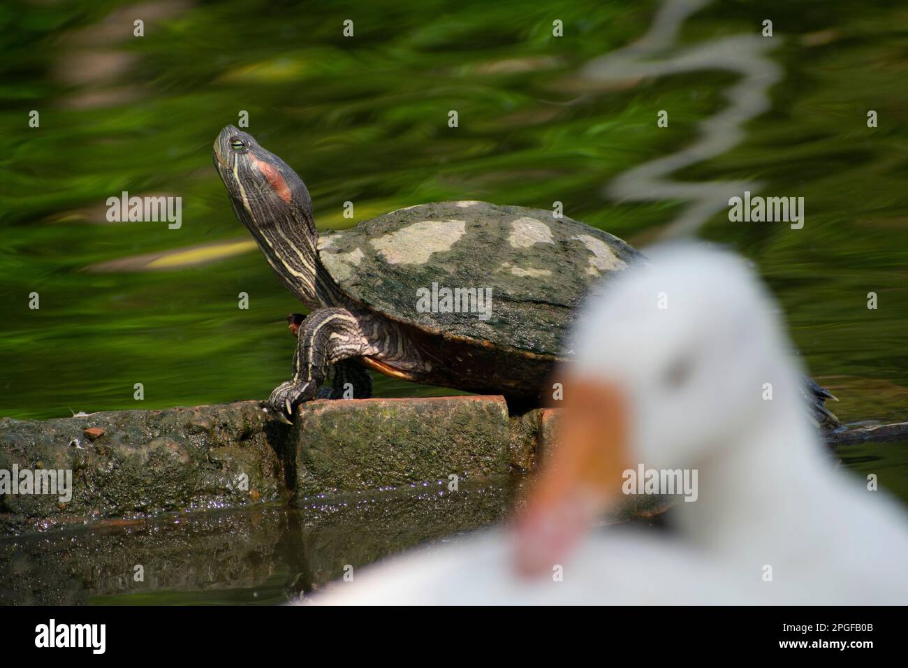 Rare Assam roofed turtles bask in the sun in a pond Stock Photo - Alamy