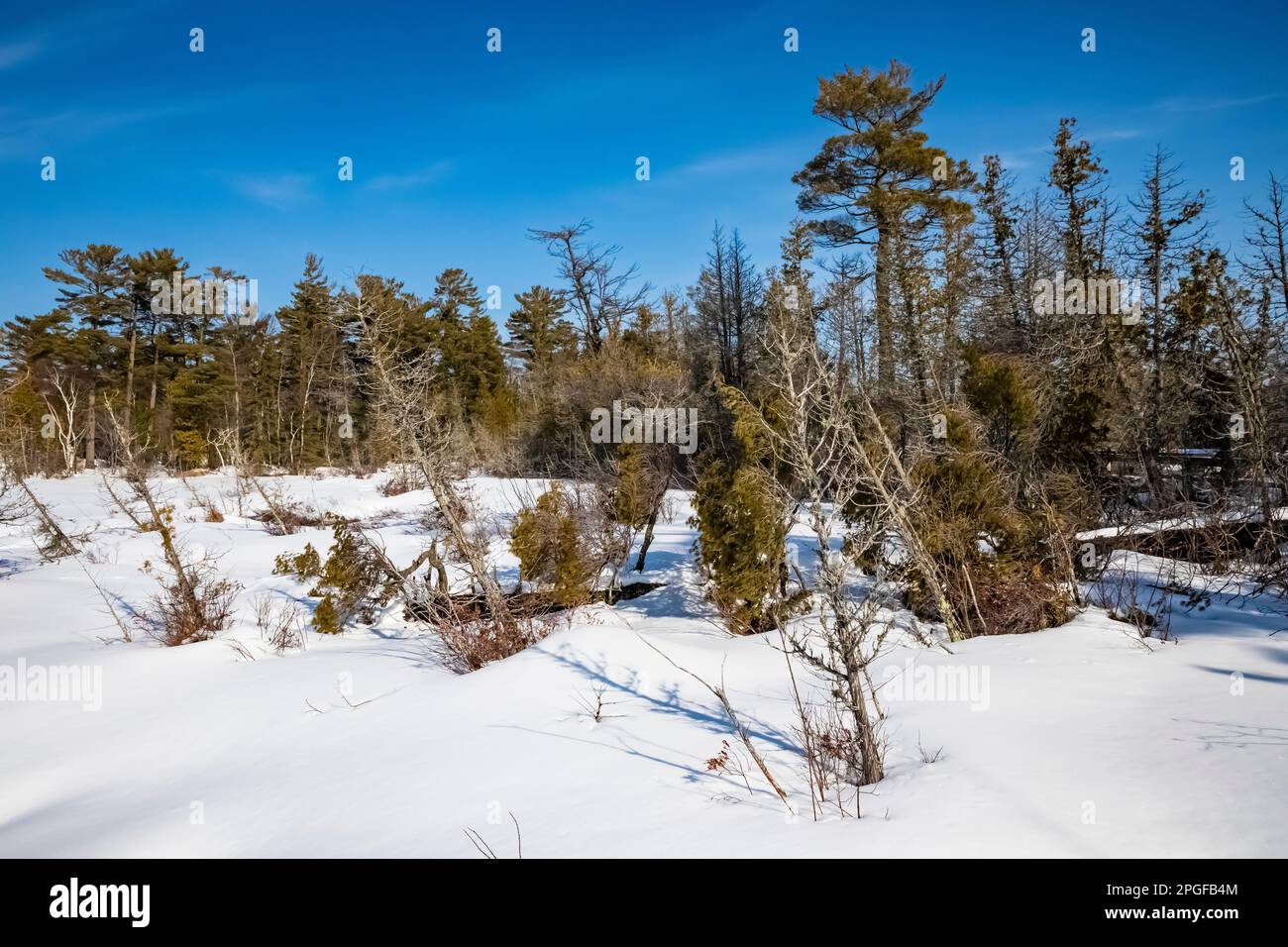 Sand Point Marsh Trail in winter, Pictured Rocks National Lakeshore ...