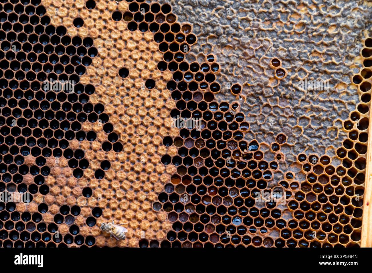 A closeup of a beehive honeycomb with sticky golden honey and a few ...