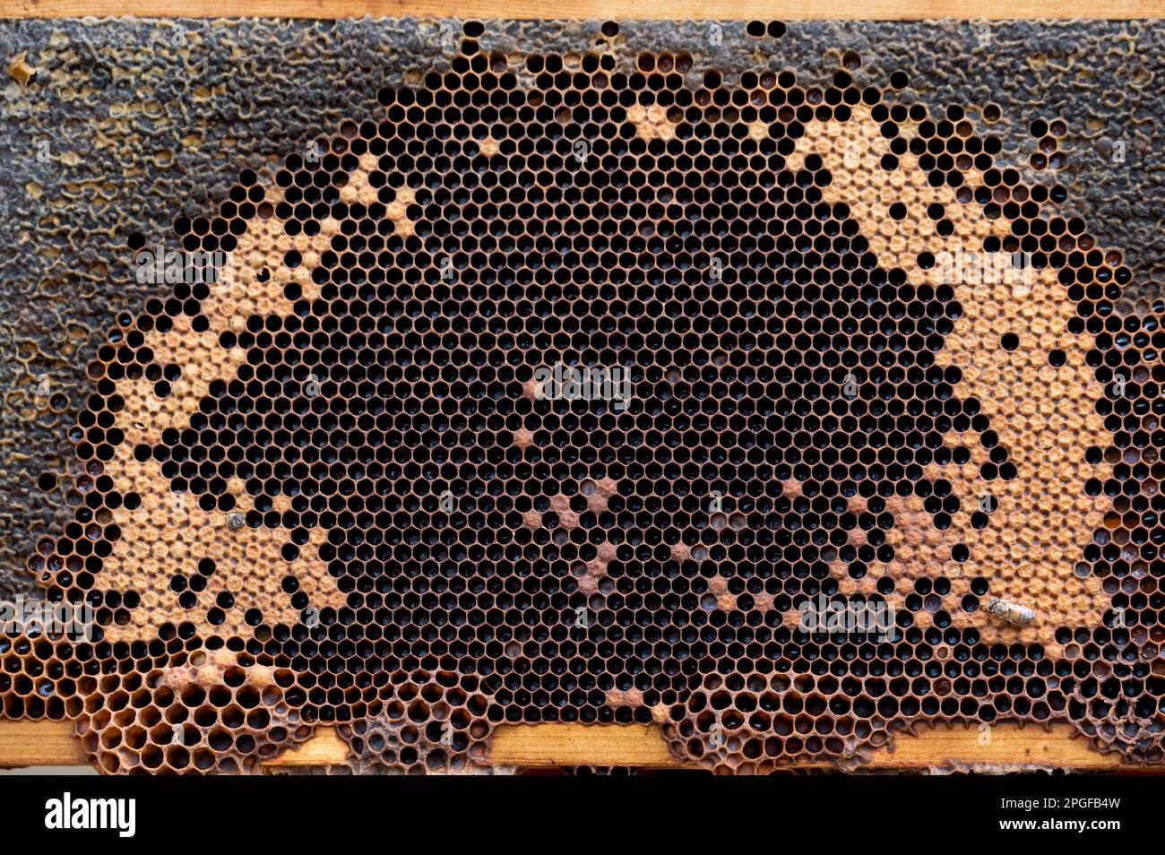 Industrious bees hi-res stock photography and images - Alamy