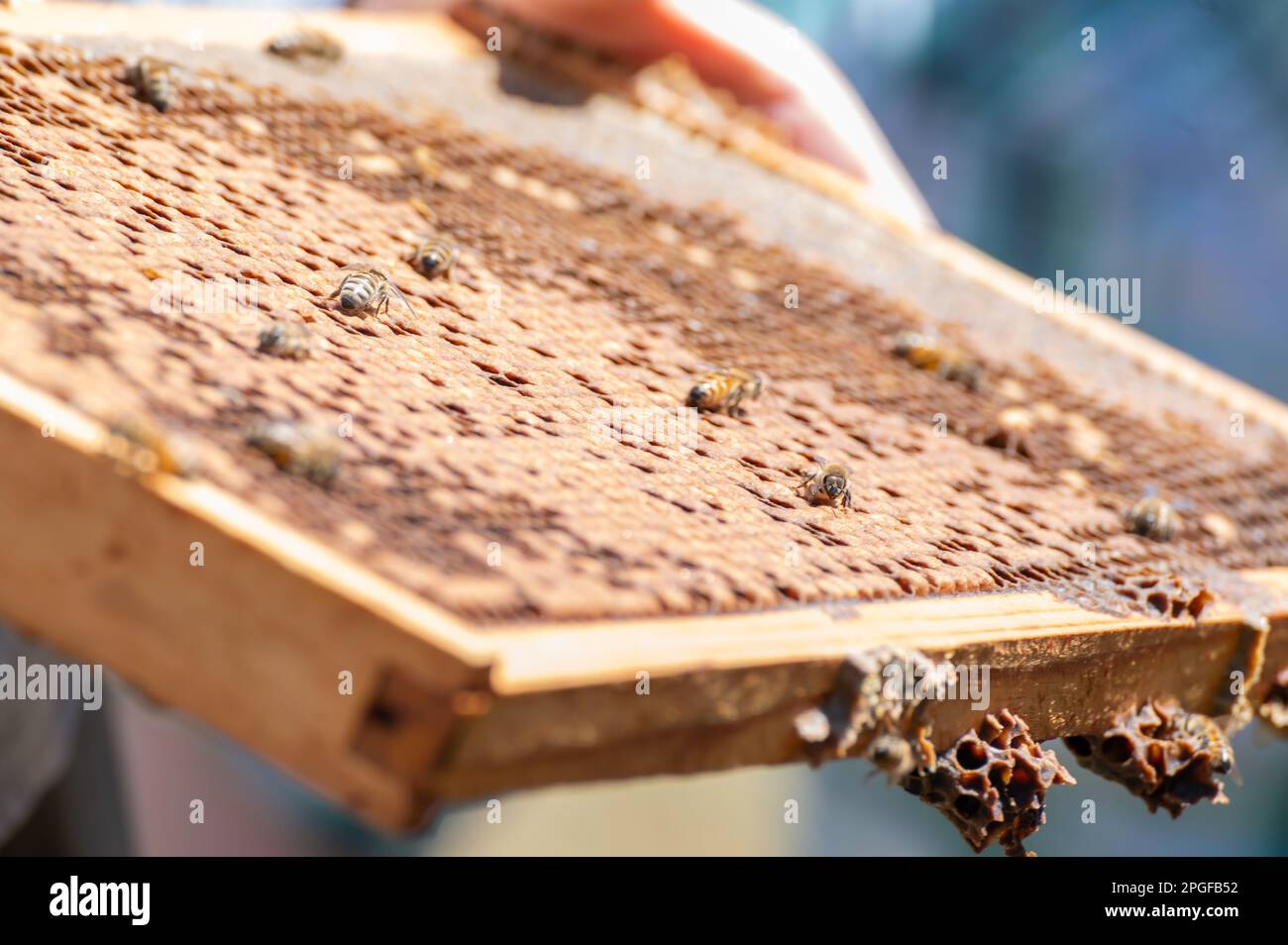 A closeup of a beehive honeycomb with sticky golden honey and a few ...