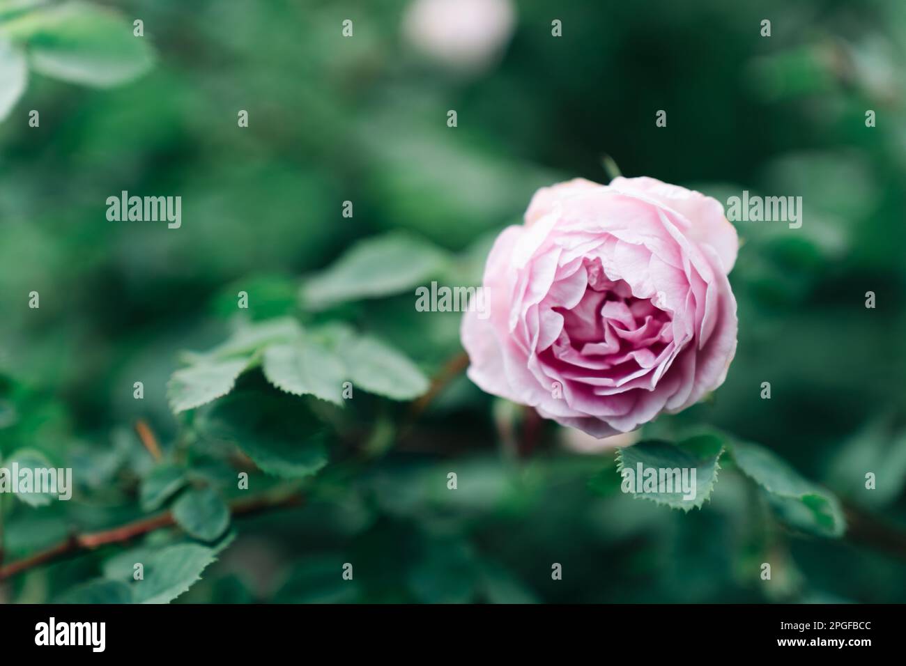 Flower of pink English rose on the background of green foliage Stock ...