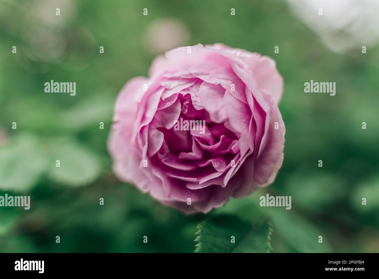 Soft focus pink rose flower hi-res stock photography and images - Alamy