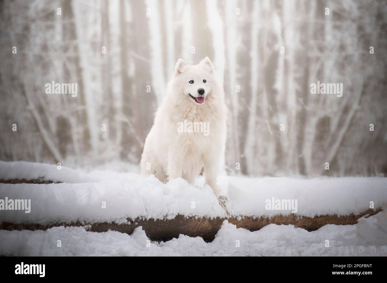 Samoyed female standing on a tree stump in a snowy landscape Stock ...