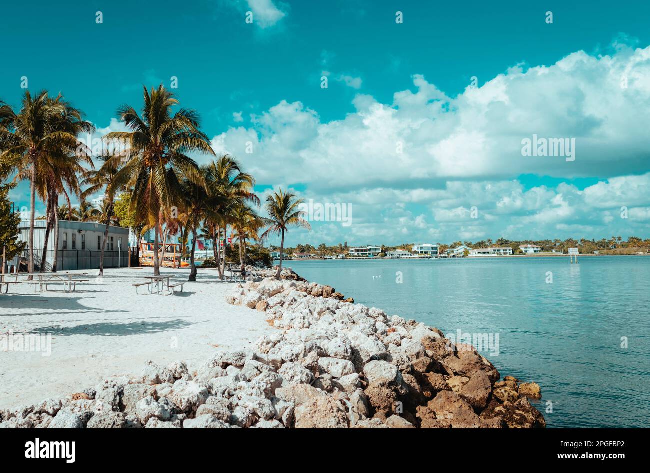 beach with palm trees rocks in Florida Stock Photo - Alamy
