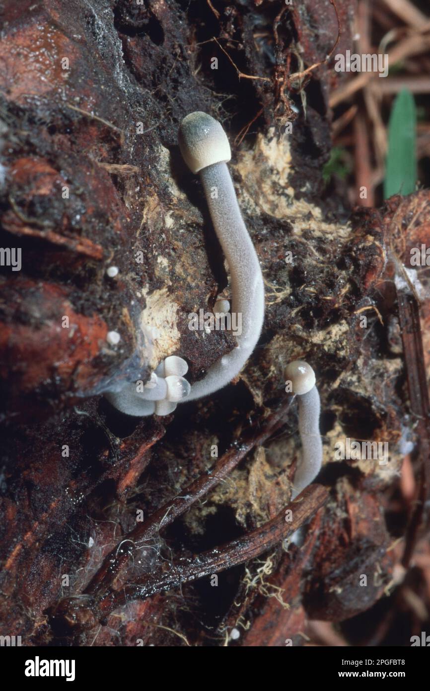 Mycena cyanipes grown under a rotting trunk. Mushrooms of the genus ...