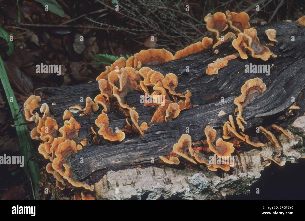 Stereum irsutum, is a fungus that colonizes degraded wood and live ...