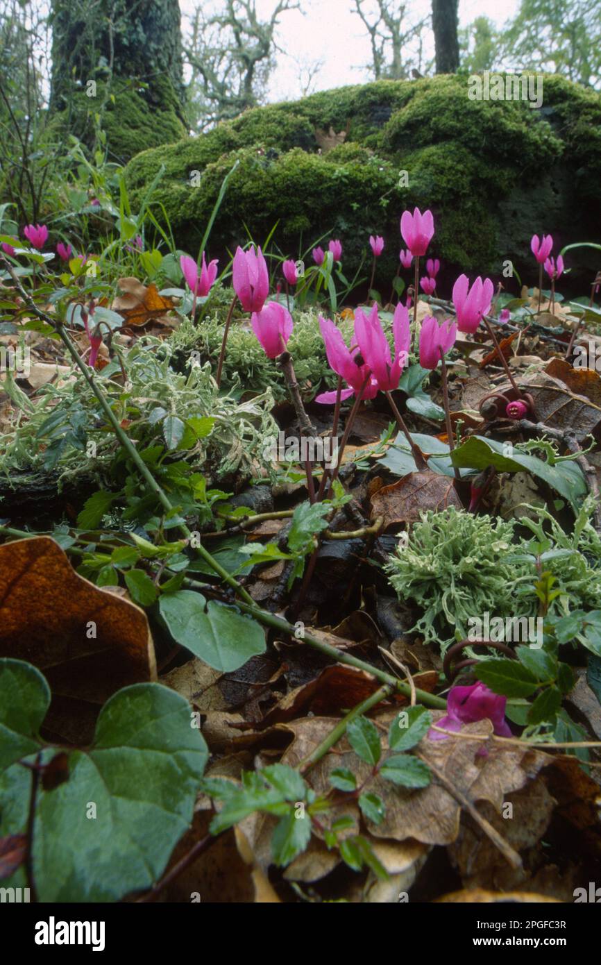 Flowering of cyclamen (Cyclamen repandum) in the undergrowth of downy ...