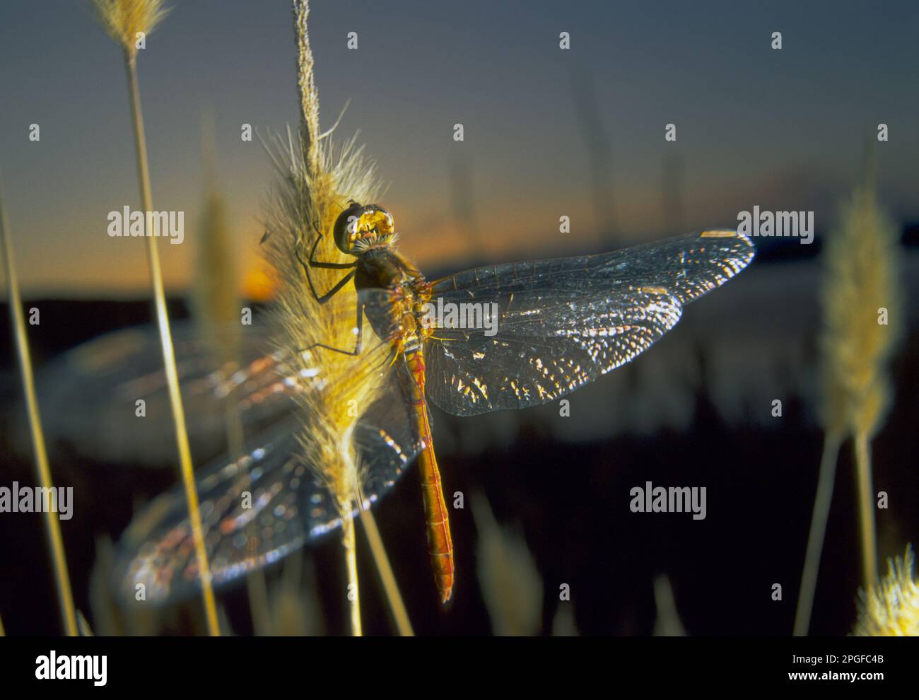 Dragonfly Libellula (Sympetrum striolatum Stock Photo - Alamy