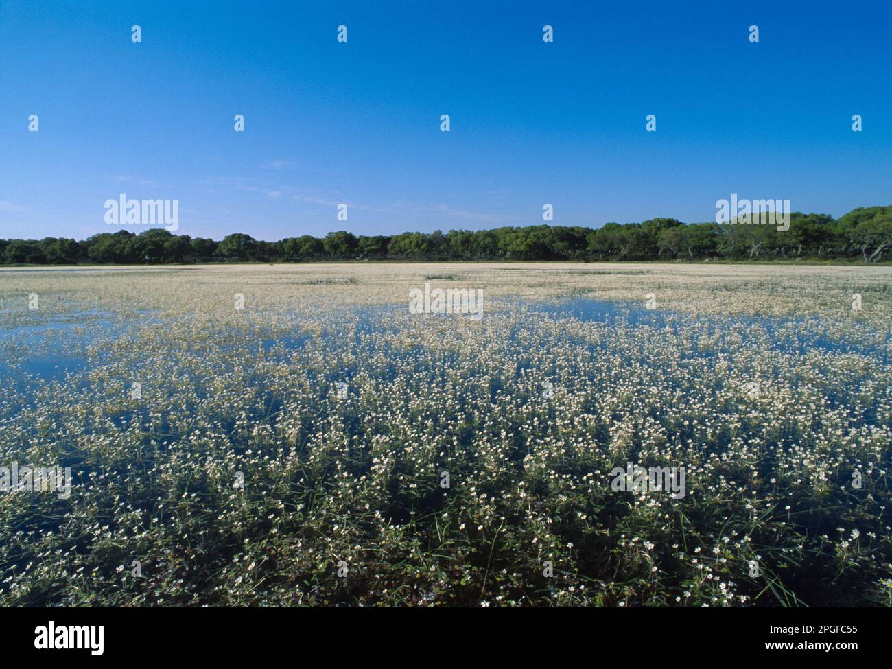 Shallow natural lake (pauli) habitat with Water-crowfoot (Ranunculus sp ...