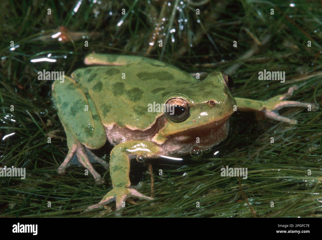 This male tree frog, Hyla arborea sarda, prepares to call, a quick ...
