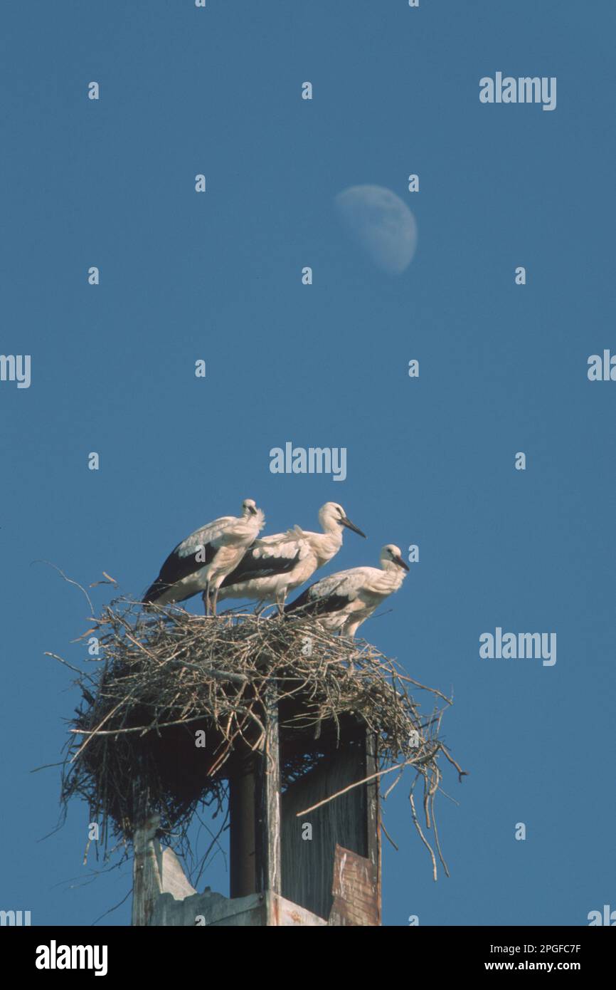 White Stork chicks on the nest and moon at daylight. Cicogna bianca ...