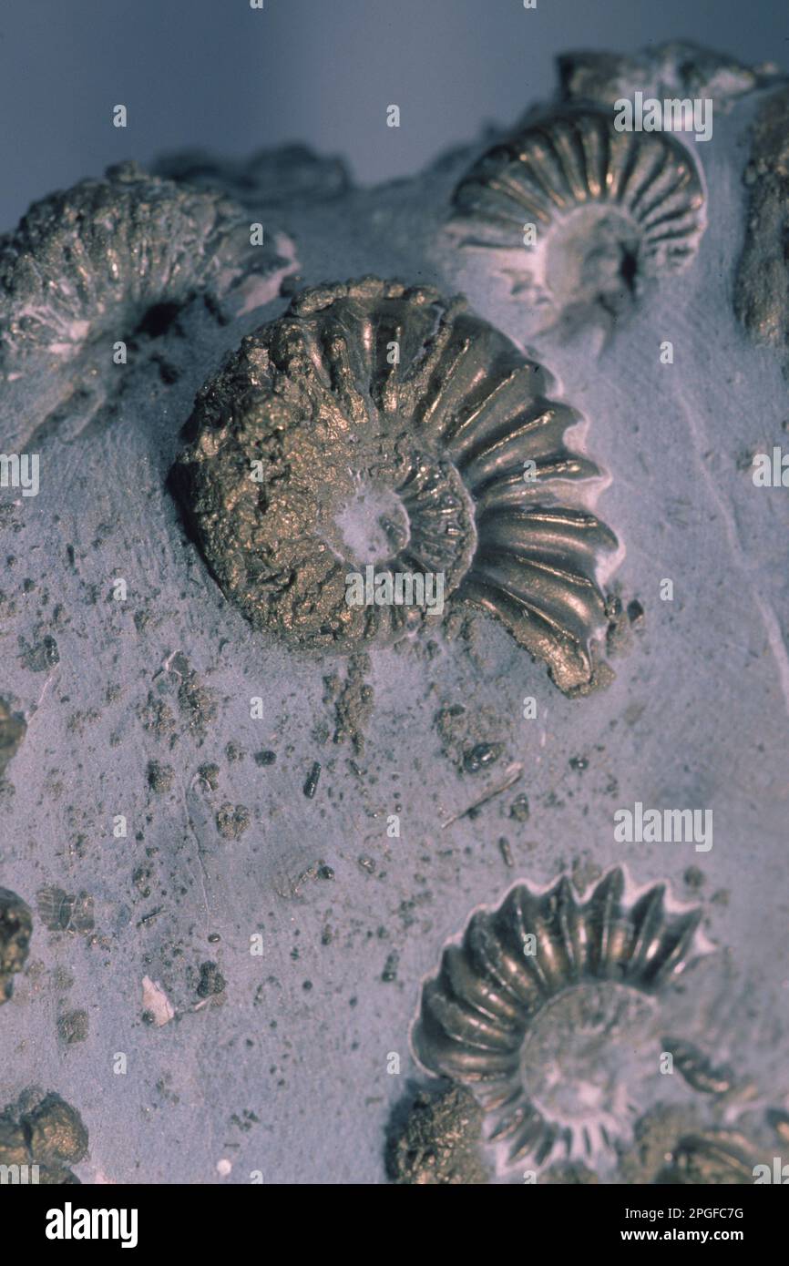 Fossils ammonites, Germany Stock Photo - Alamy