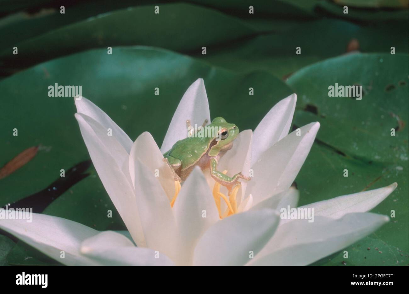 Common Tree Frog, European Tree Frog Stock Photo - Alamy