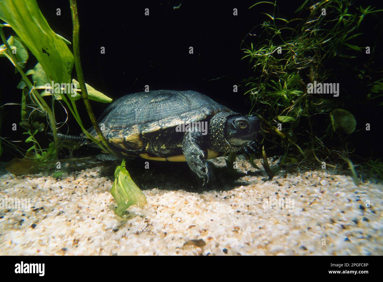 European pond terrapin, European pond turtle, European pond tortoise ...
