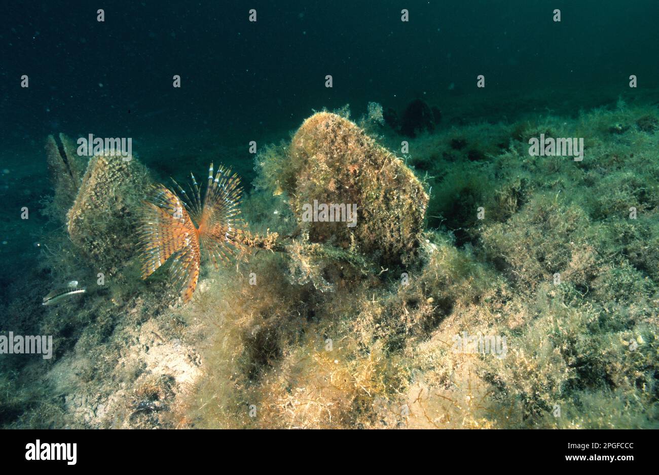 Nacchera (Pinna nobilis). Pen shell, Grand Nacre. Porto Conte. Sardegna ...