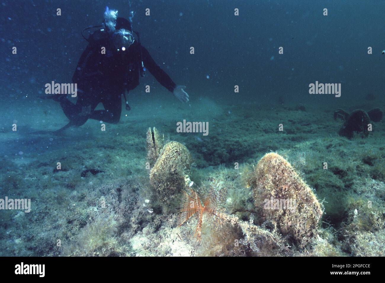 Nacchera (Pinna nobilis). Pen shell, Grand Nacre. Porto Conte. Sardegna ...
