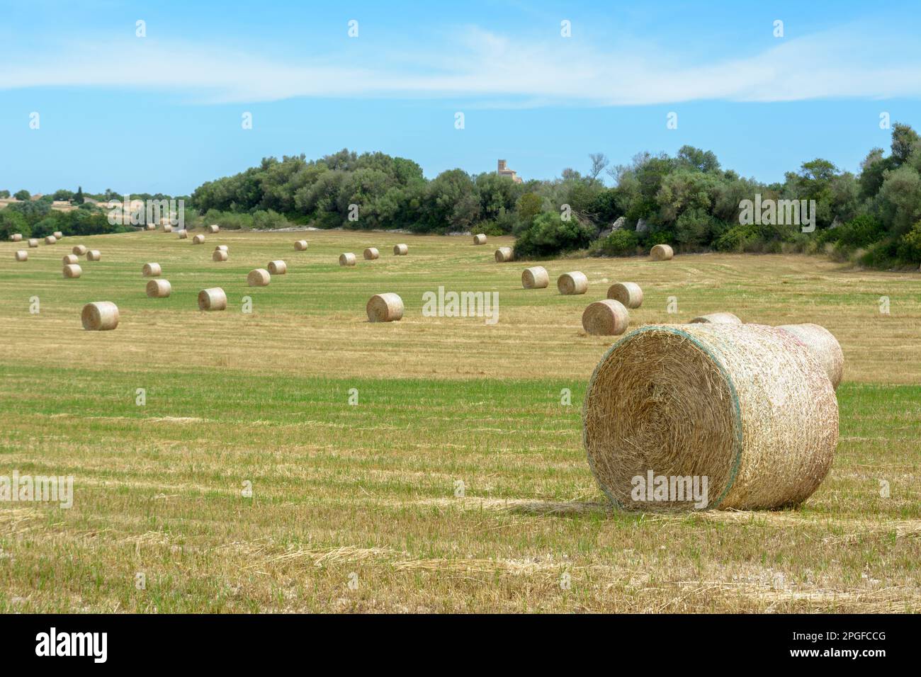 field with gathered crops rural. Balearic Islands, Majorca, Spain Stock ...