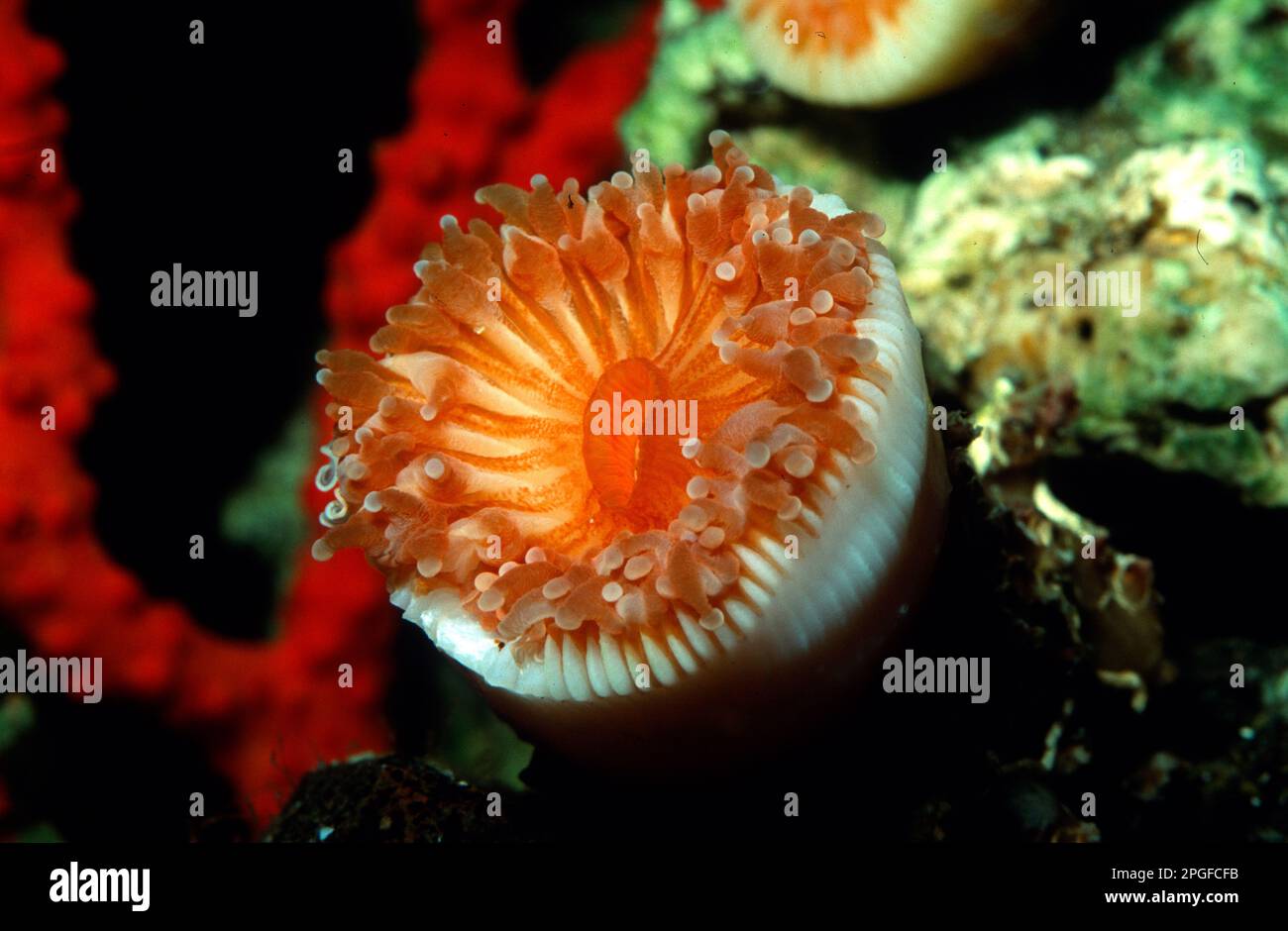 Caryophyllia sp Madrepora Stock Photo - Alamy
