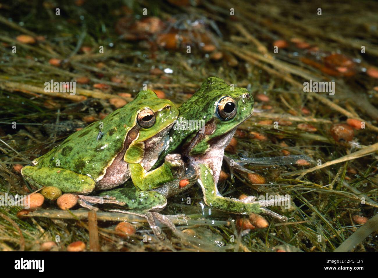 Comon tree frog, Treefrog (Hyla arborea), mating, Sardegna, Italia Tree frog Sardinia, Italy ...