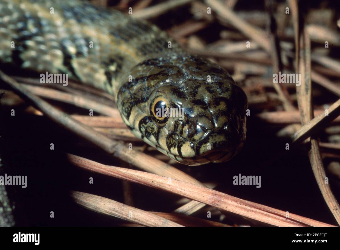 Biscia o natrice dal Collare, Natrix natrix Stock Photo - Alamy