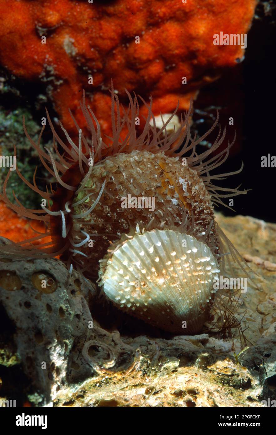 Lima lima, or the spiny fileclam, is a species of bivalve mollusc in ...