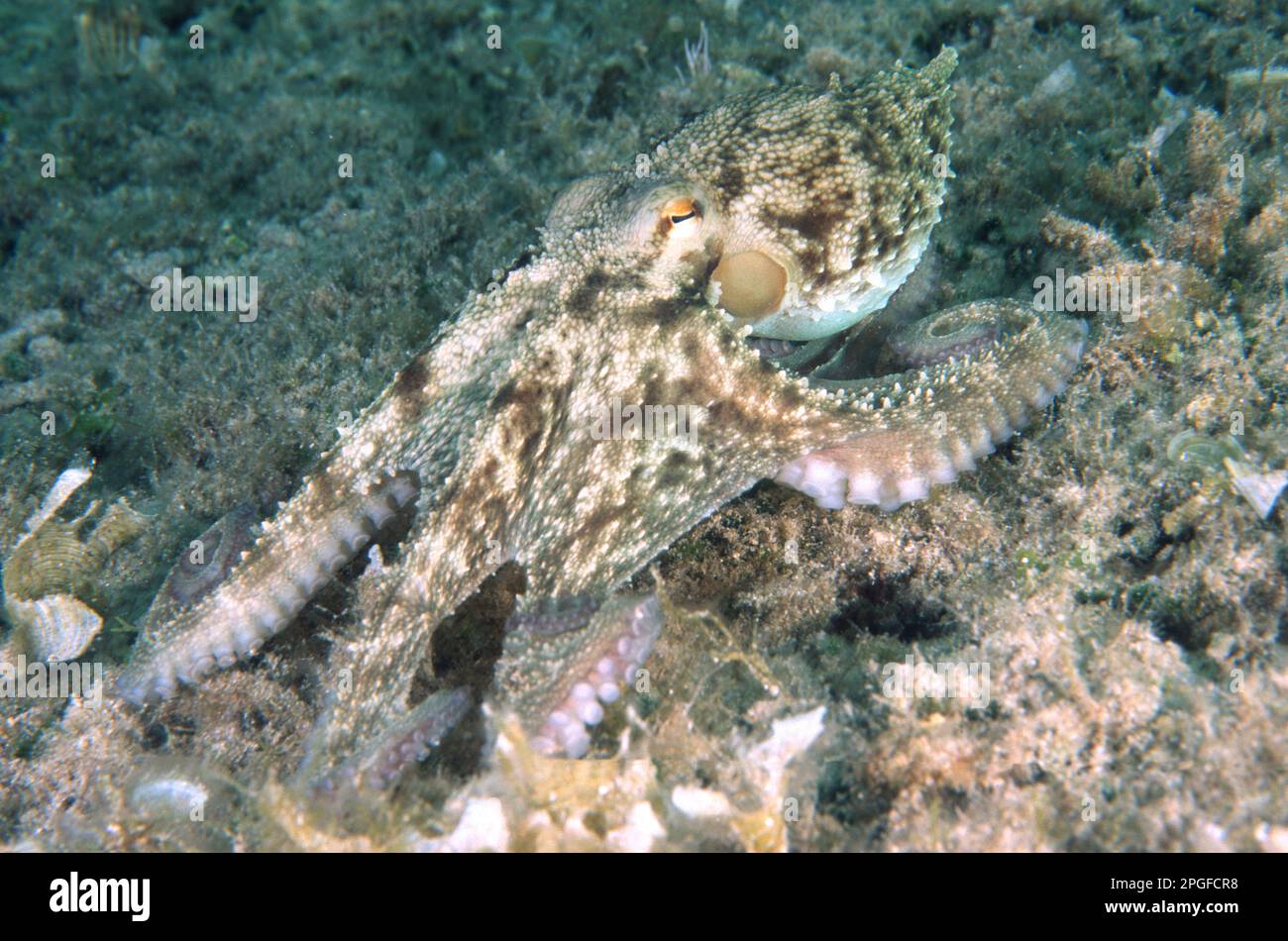 Devilfish (Octopus vulgaris). Polpo. Sardegna. Italia Stock Photo - Alamy