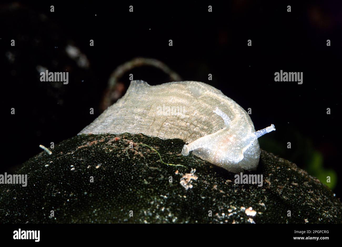 Phyllaplysia lafonti hi-res stock photography and images - Alamy