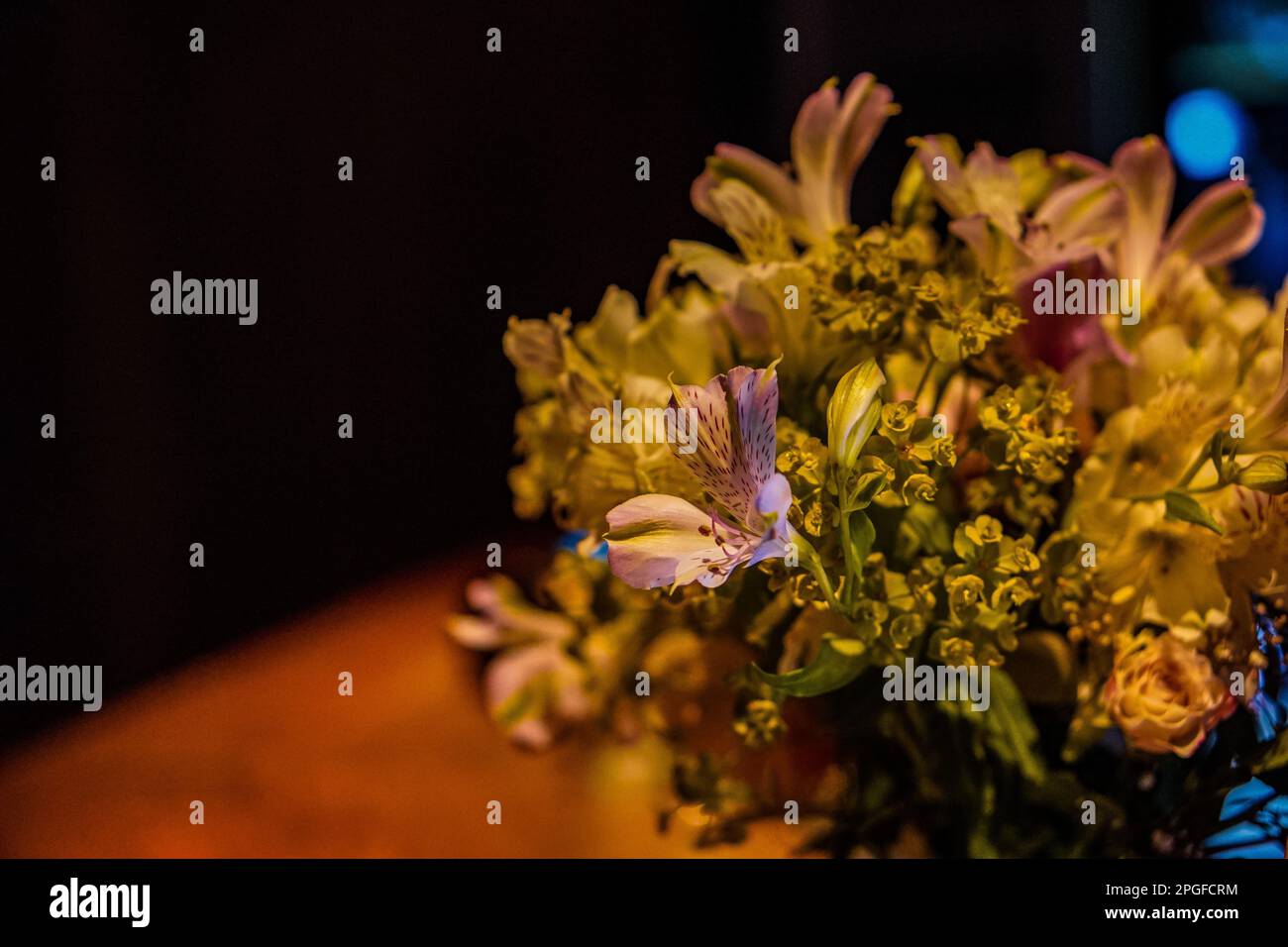 An arrangement of colorful Peruvian lilies under dim lights Stock Photo ...