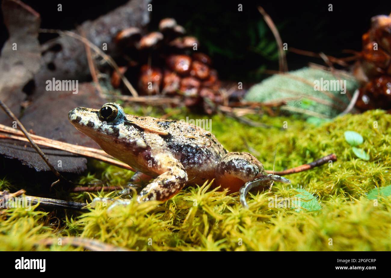 Tyrrhenian painted frog (Discoglossus sardus) Lago di Baratz, Sardegna ...