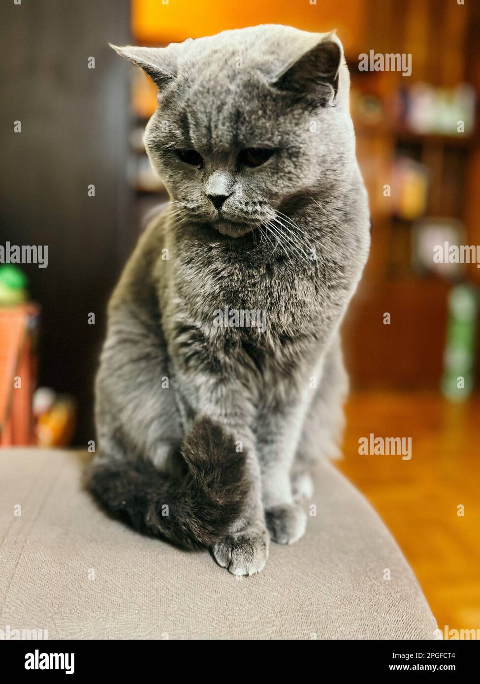 An inquisitive gray cat stares off to the side, its eyes intently fixed ...