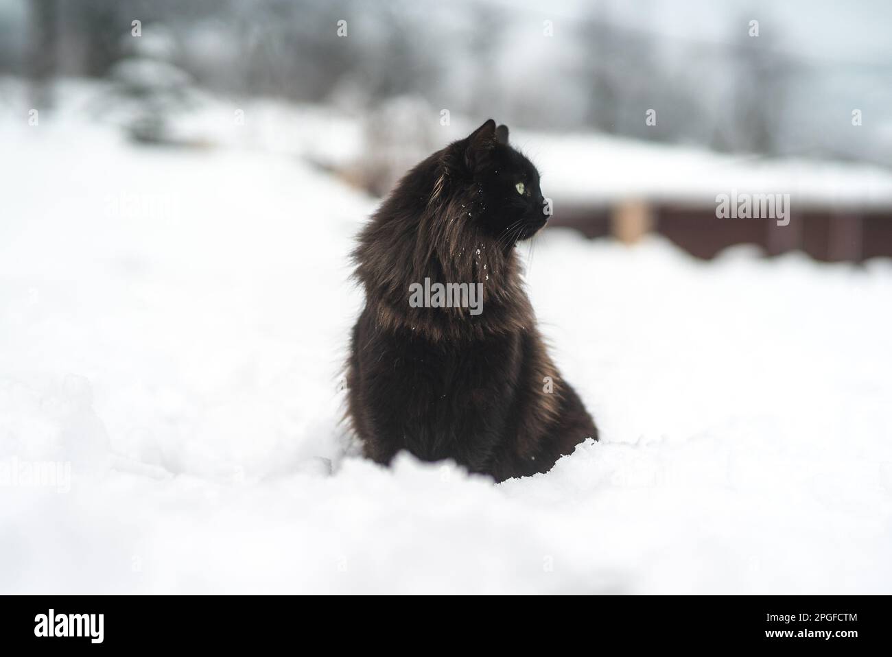 Black Cat in the Snow Looking to the Right Stock Photo - Alamy
